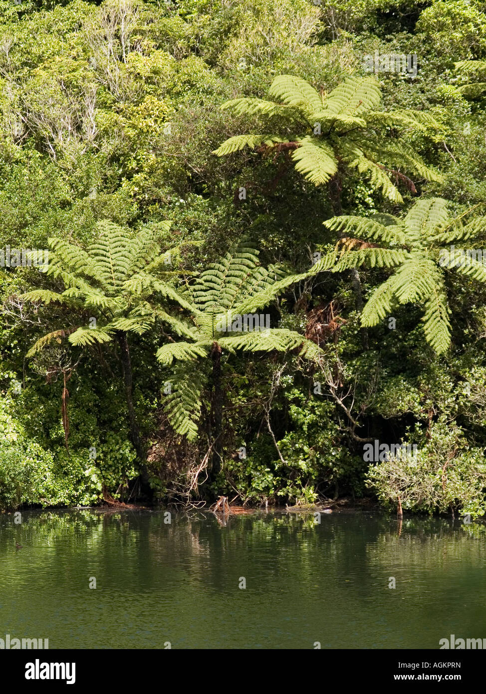 Ponga trunk hi-res stock photography and images - Alamy