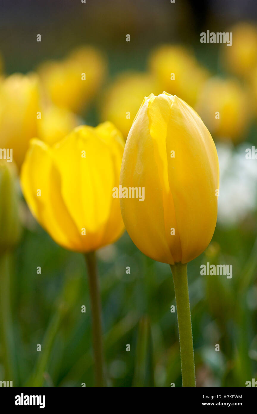 Yellow tulips in flower Stock Photo - Alamy