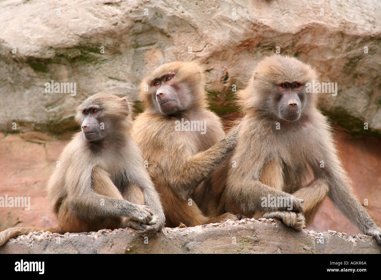Paignton zoo monkey hi-res stock photography and images - Alamy