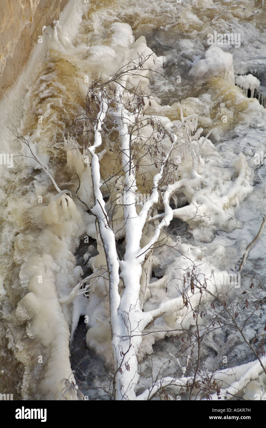 Close up of a frozen tree Vilnia River waterfalls in the winter ...