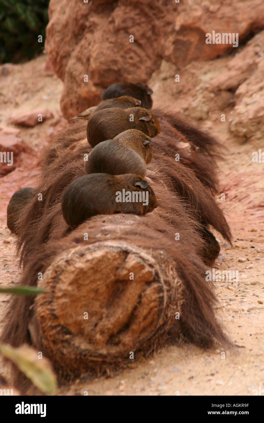 Guinea Pigs on a Palm Stock Photo - Alamy