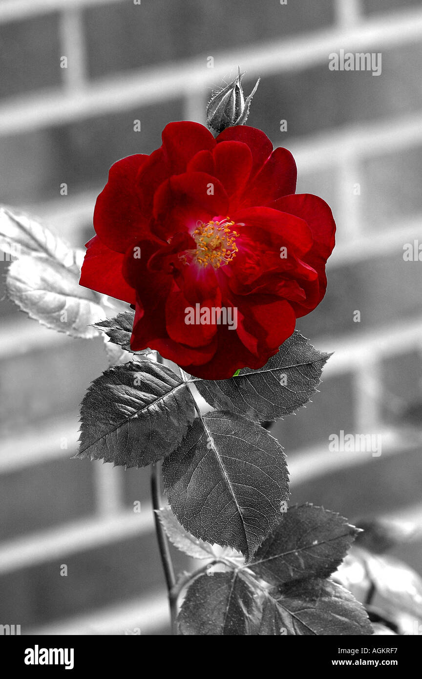 Red rose by brick wall Stock Photo - Alamy