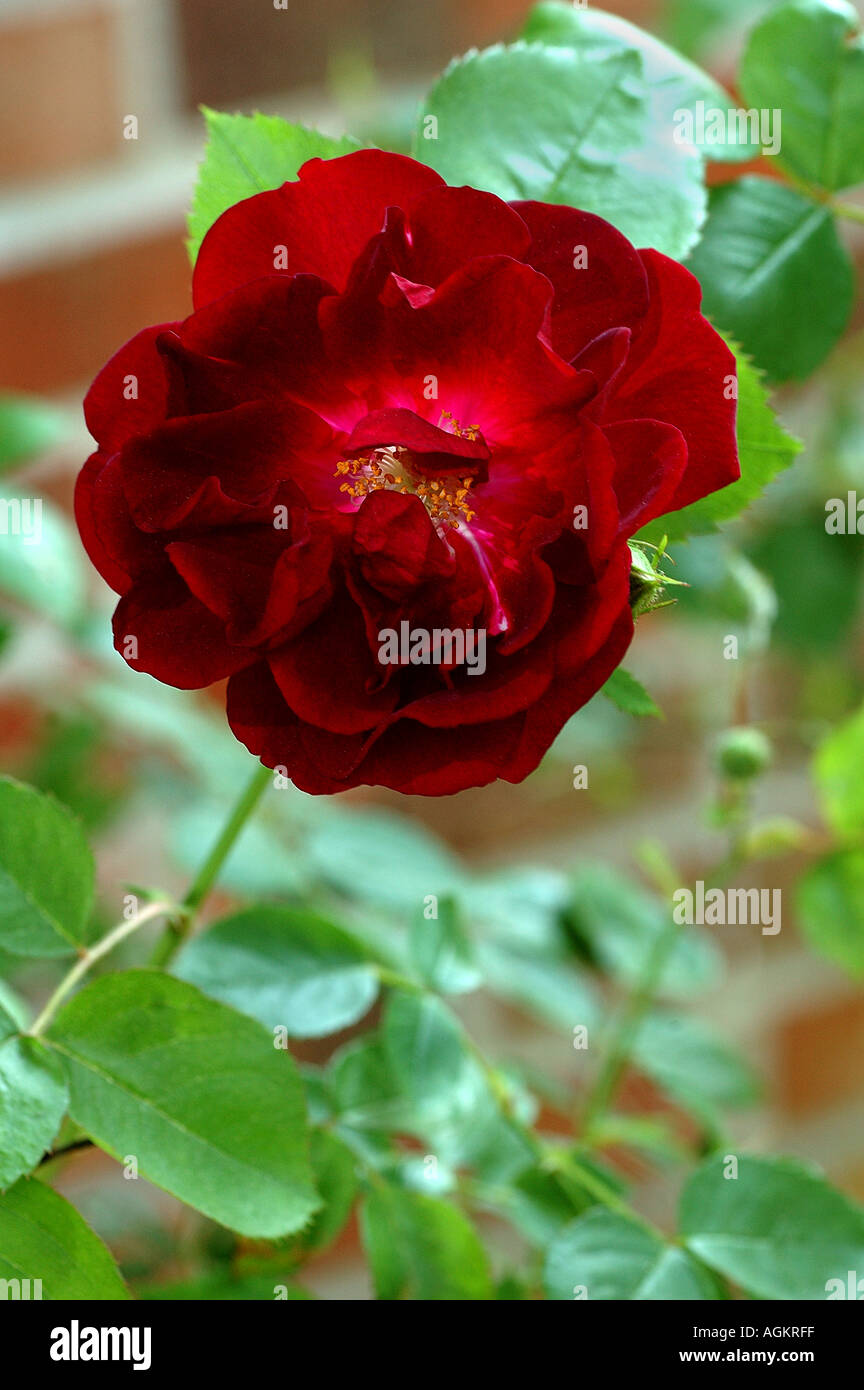 Red rose by brick wall Stock Photo - Alamy