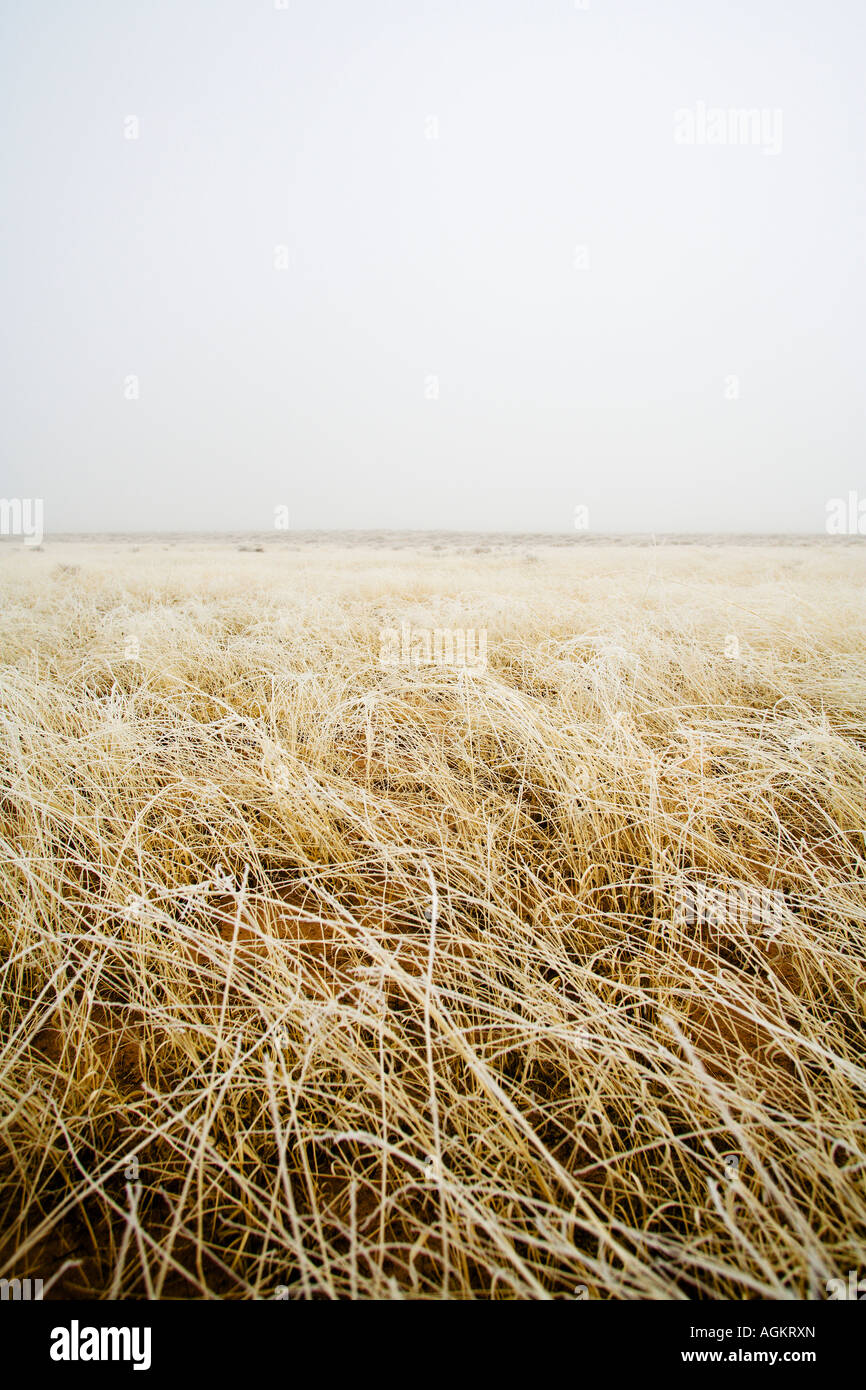 Tall grass in a field Stock Photo - Alamy