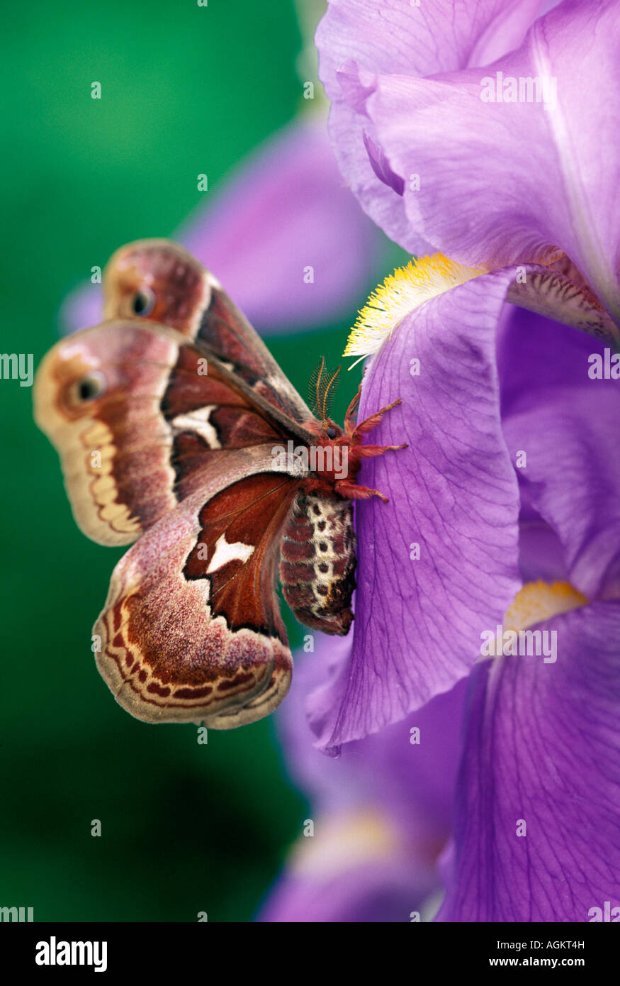 Cecropia Moth on Iris in Garden Stock Photo - Alamy