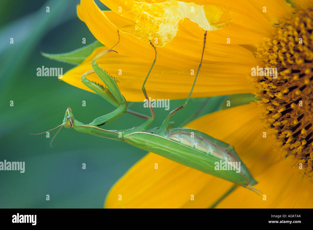 Female praying mantis with egg sac on sunflower Stock Photo - Alamy