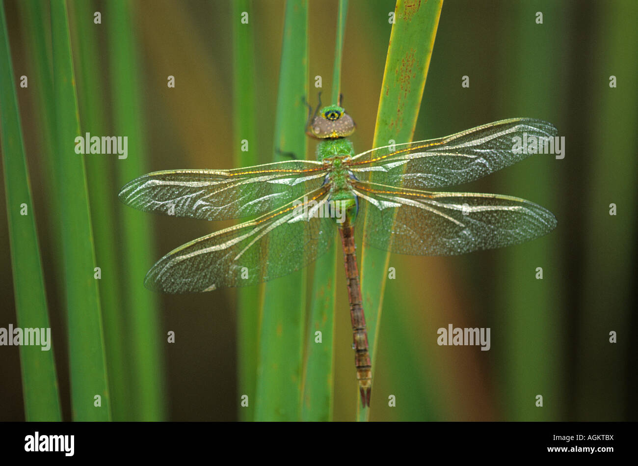 Green Darner dragonfly on Reeds Stock Photo - Alamy