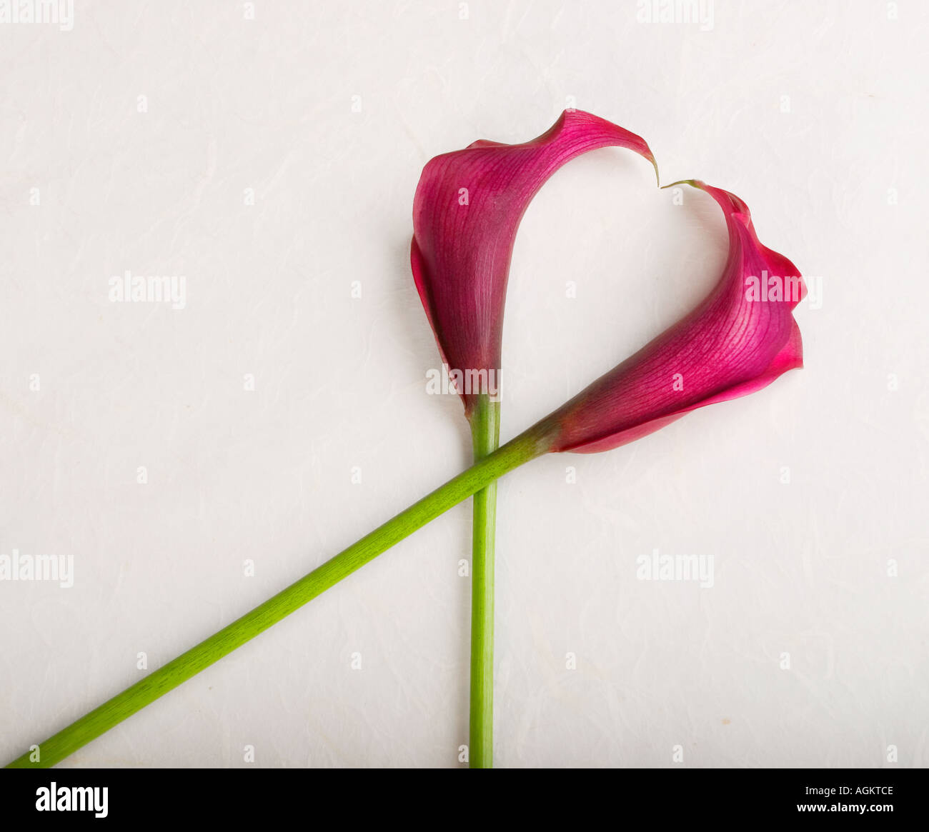 Lily girlfriend hi-res stock photography and images - Alamy