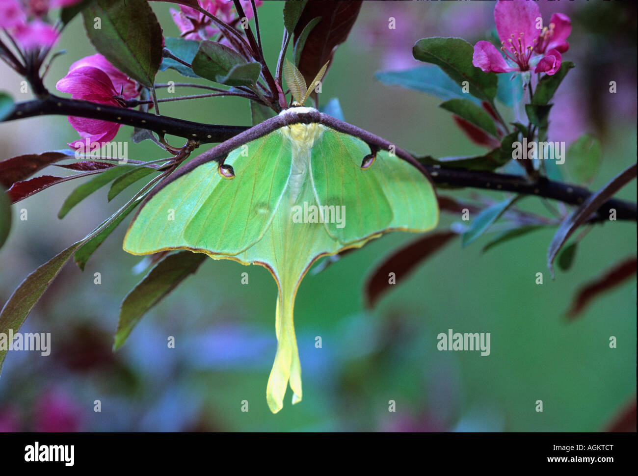 Luna Moth on Cherry Tree in Spring Stock Photo - Alamy