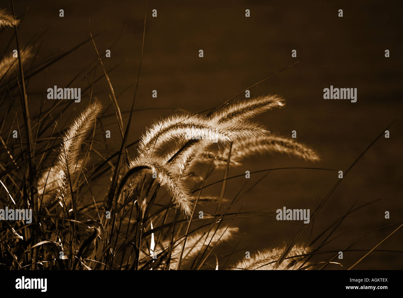 Beautiful light reflection on ears Stock Photo - Alamy