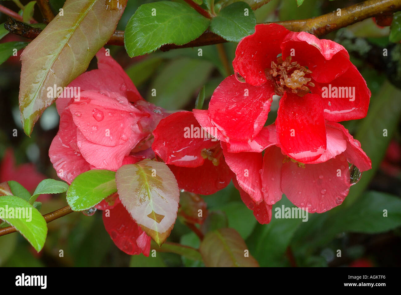 Quince bush in bloom Stock Photo - Alamy