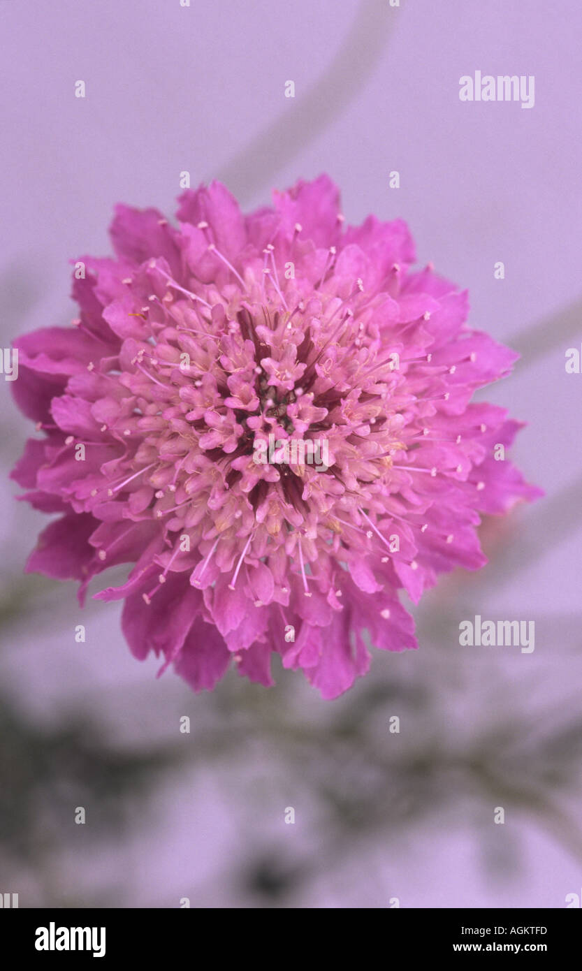 Floriculture tips hi-res stock photography and images - Alamy