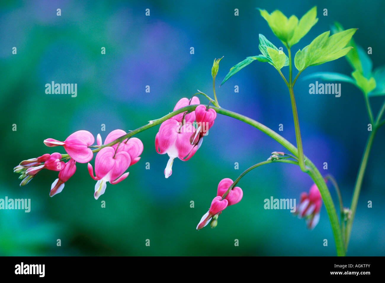 Pink bleeding hearts in garden Stock Photo - Alamy