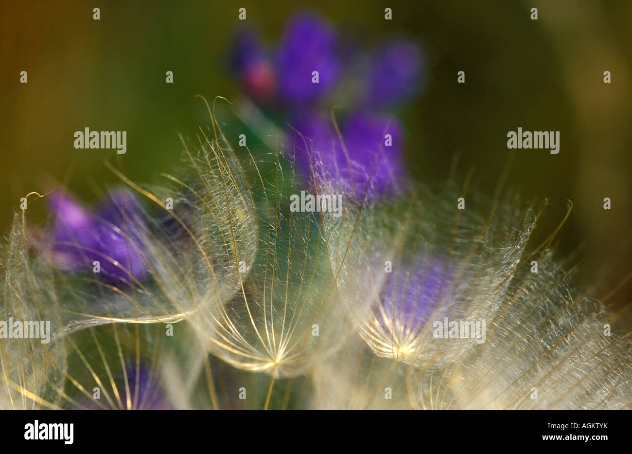 Seedheads blowing in the garden Stock Photo - Alamy