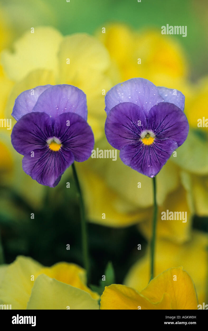 Pansy pair hi-res stock photography and images - Alamy