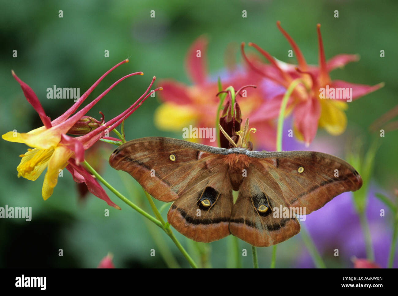 Polyphemus moth hi-res stock photography and images - Alamy