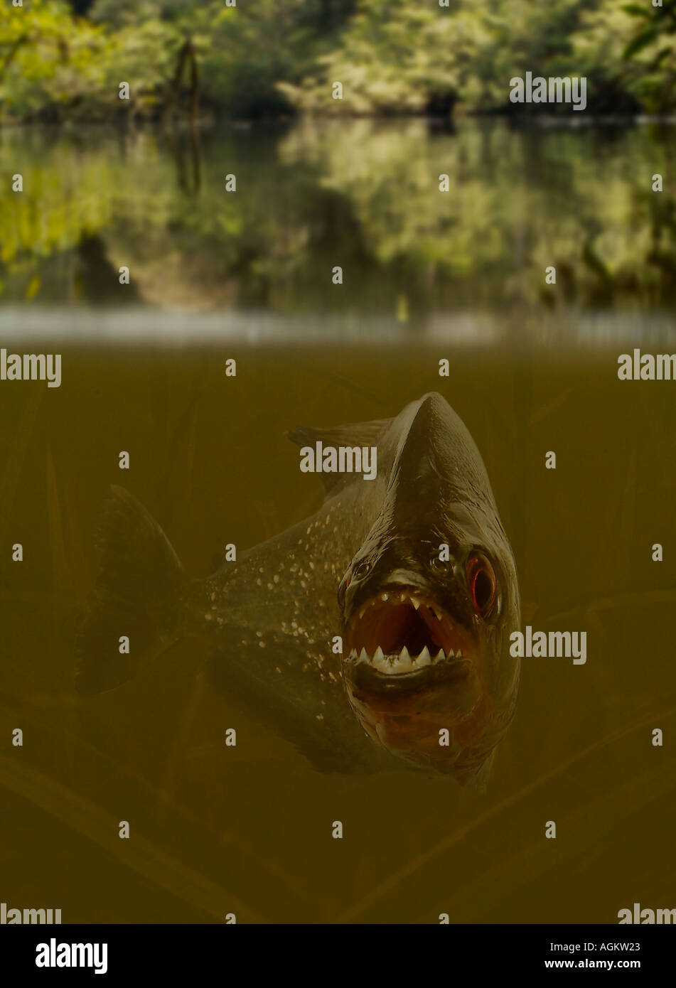 Aggressive piranha in lake Stock Photo - Alamy