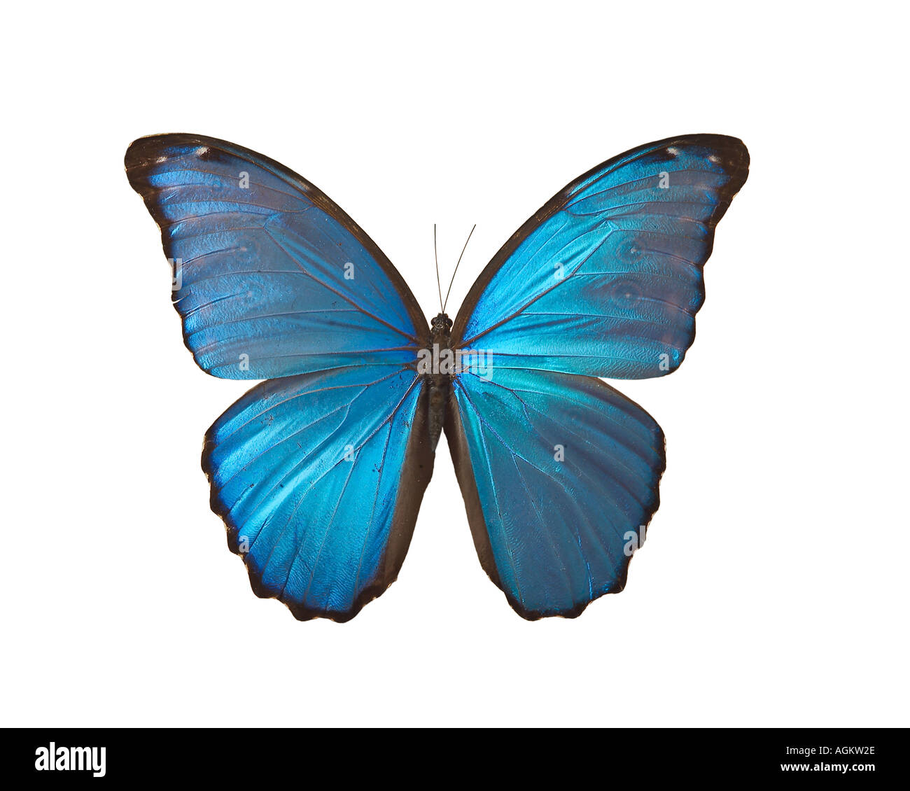 Tropical Rainforest Butterflies