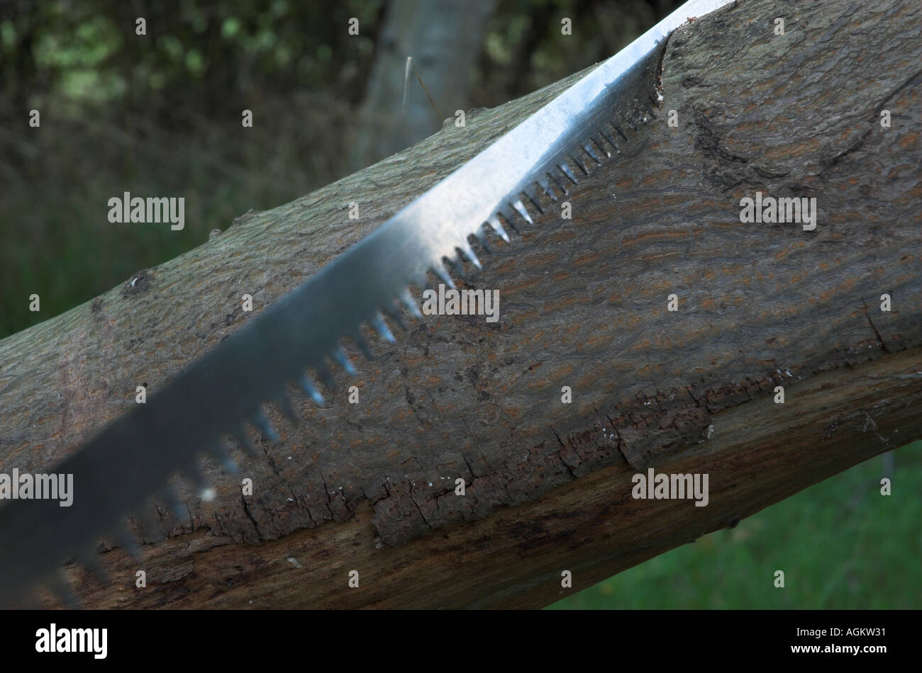 Log saw cutting through tree Stock Photo - Alamy
