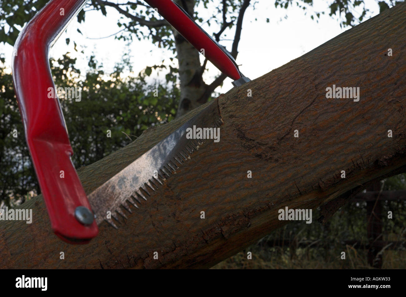 Sawing through branch hi-res stock photography and images - Alamy