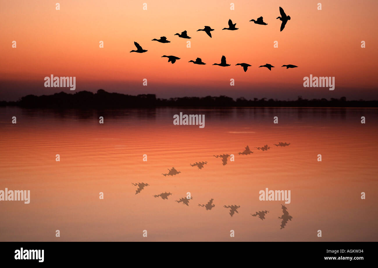 Ducks flying in v formation reflected in lake in sunset Stock Photo - Alamy