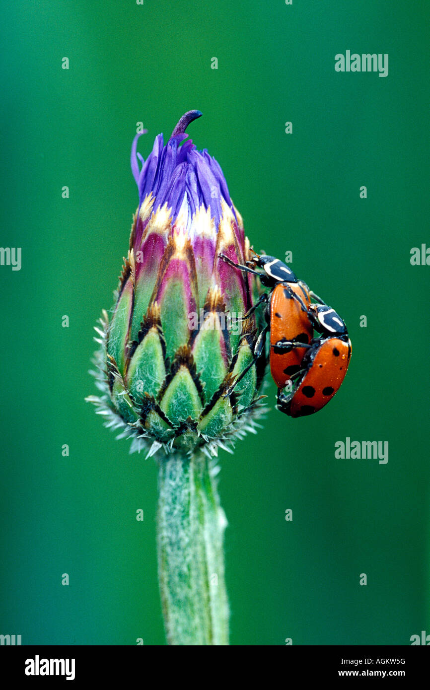 Ladybugs mating hi-res stock photography and images - Alamy