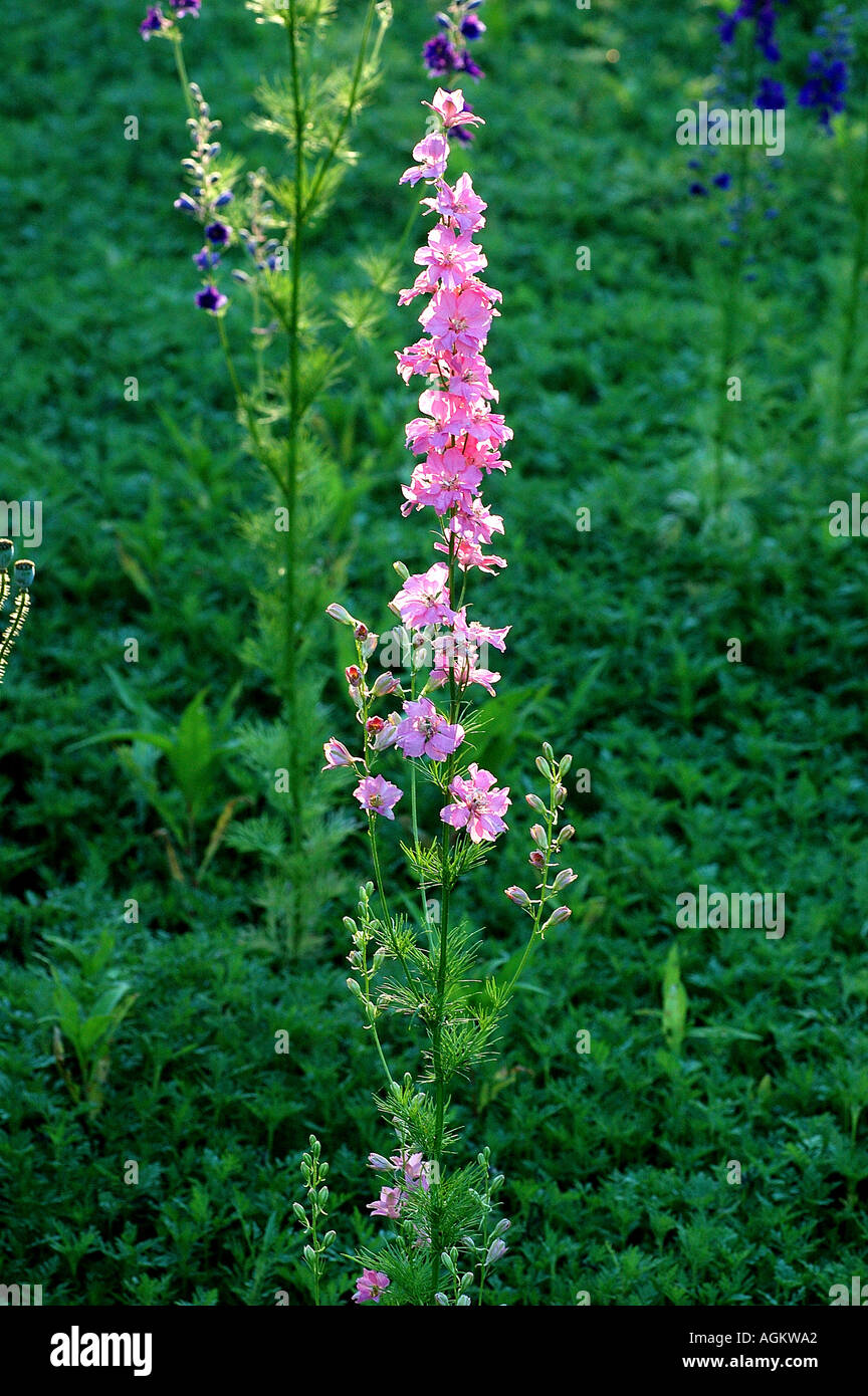 Beautiful larkspur hi-res stock photography and images - Alamy