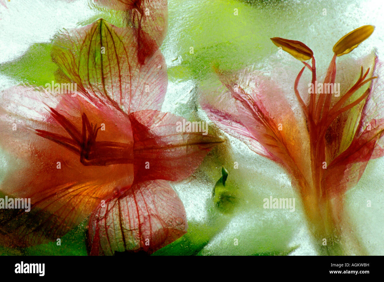 Flowers in ice Stock Photo - Alamy