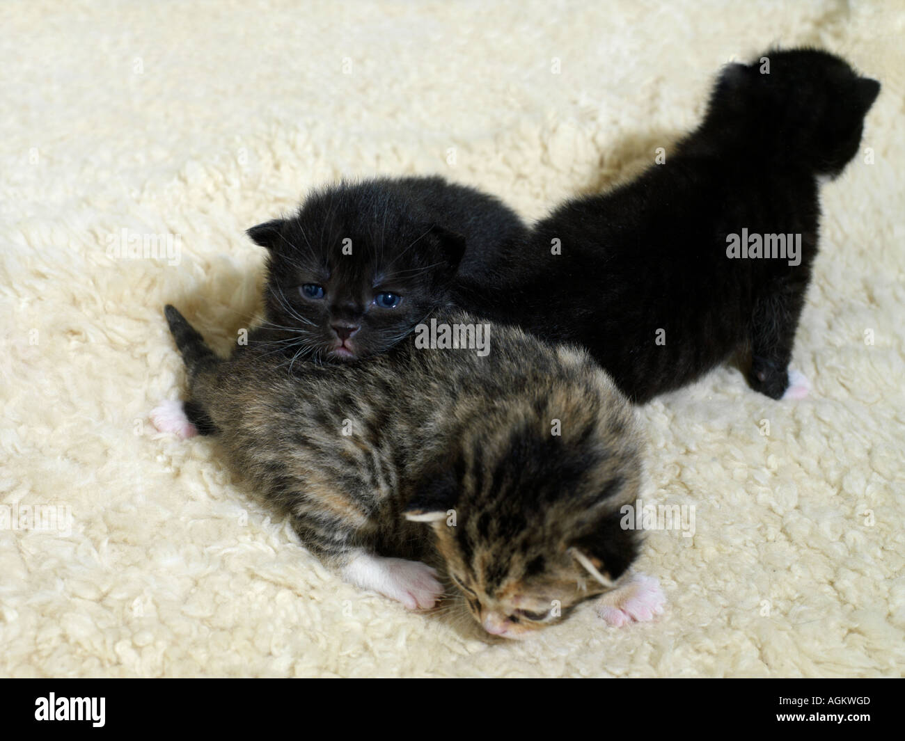 Two Week Old Kittens Stock Photo - Alamy