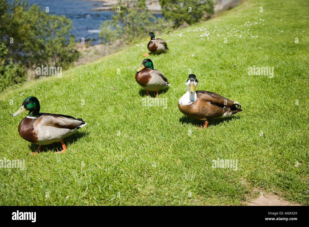 Scottish ducks hi-res stock photography and images - Alamy