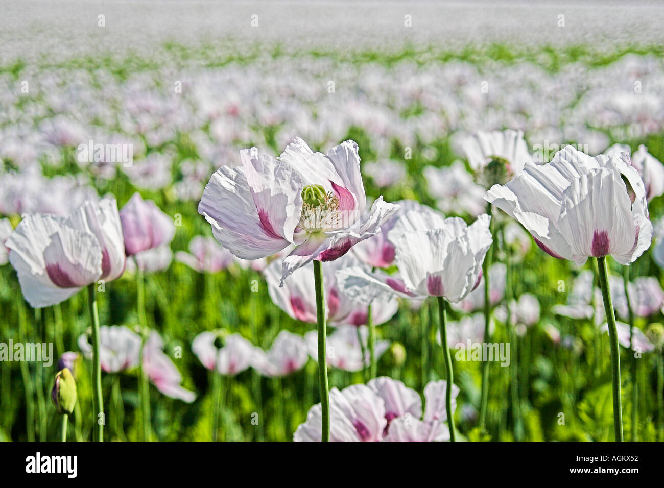 A crop of opium poppies Papaver somniferum in flower and seedhead ...