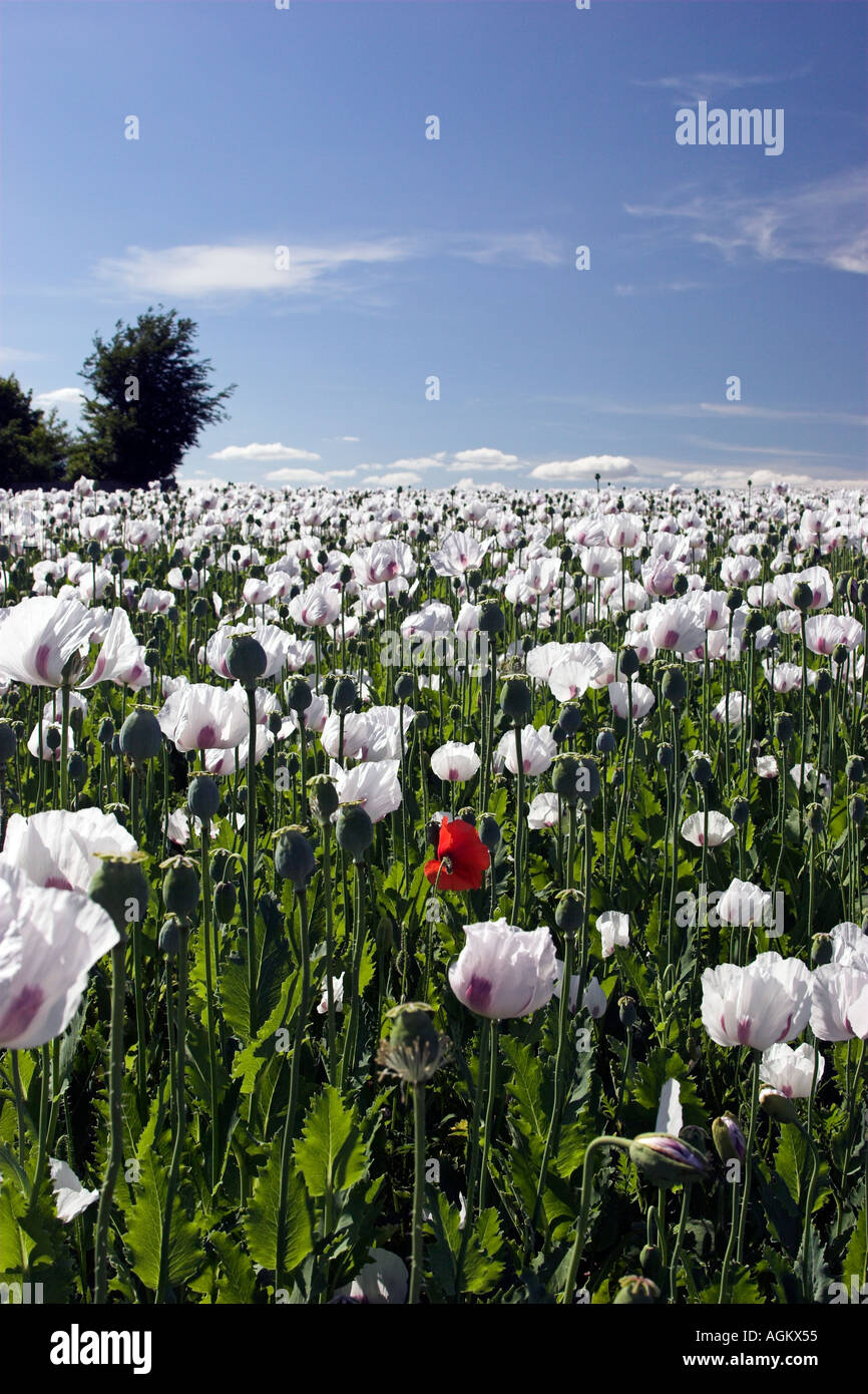 A crop of opium poppies Papaver somniferum in flower and a lone wild ...