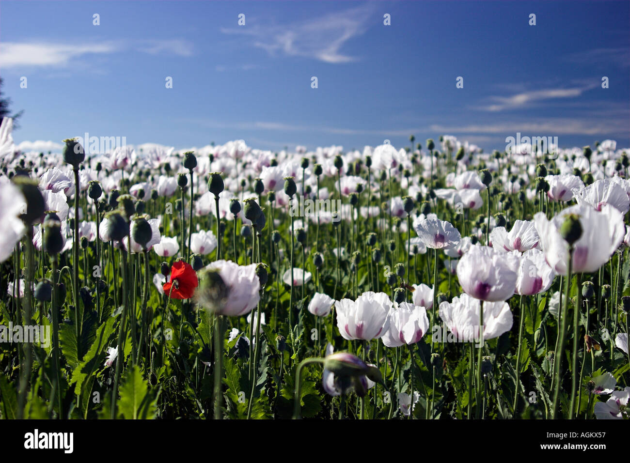 A crop of opium poppies Papaver somniferum in flower and seedhead ...