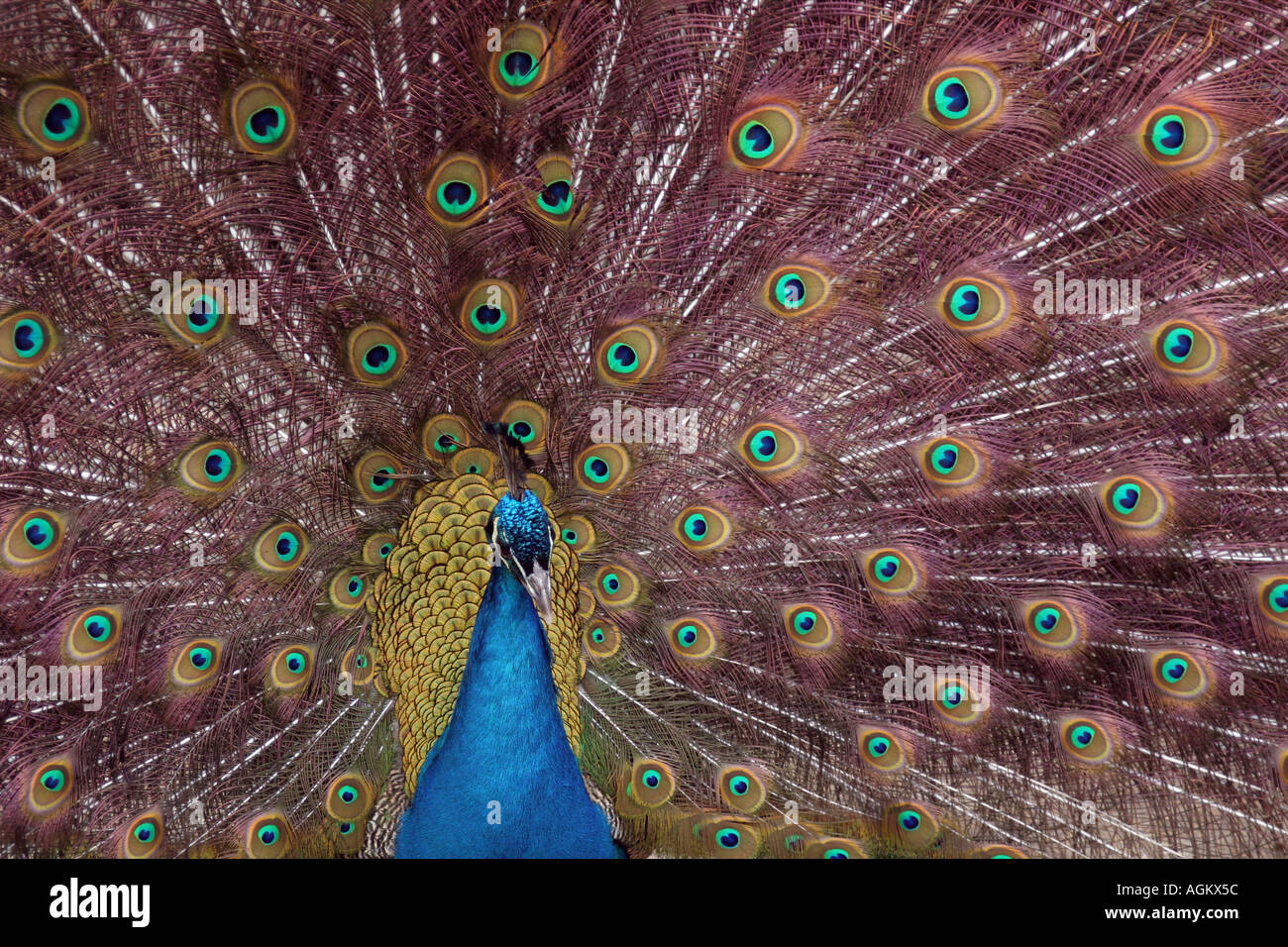 Animal courtship displays hi-res stock photography and images - Alamy