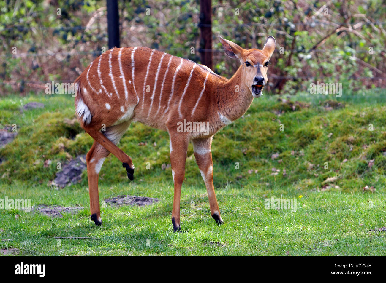 Antelope with stripes hi-res stock photography and images - Alamy