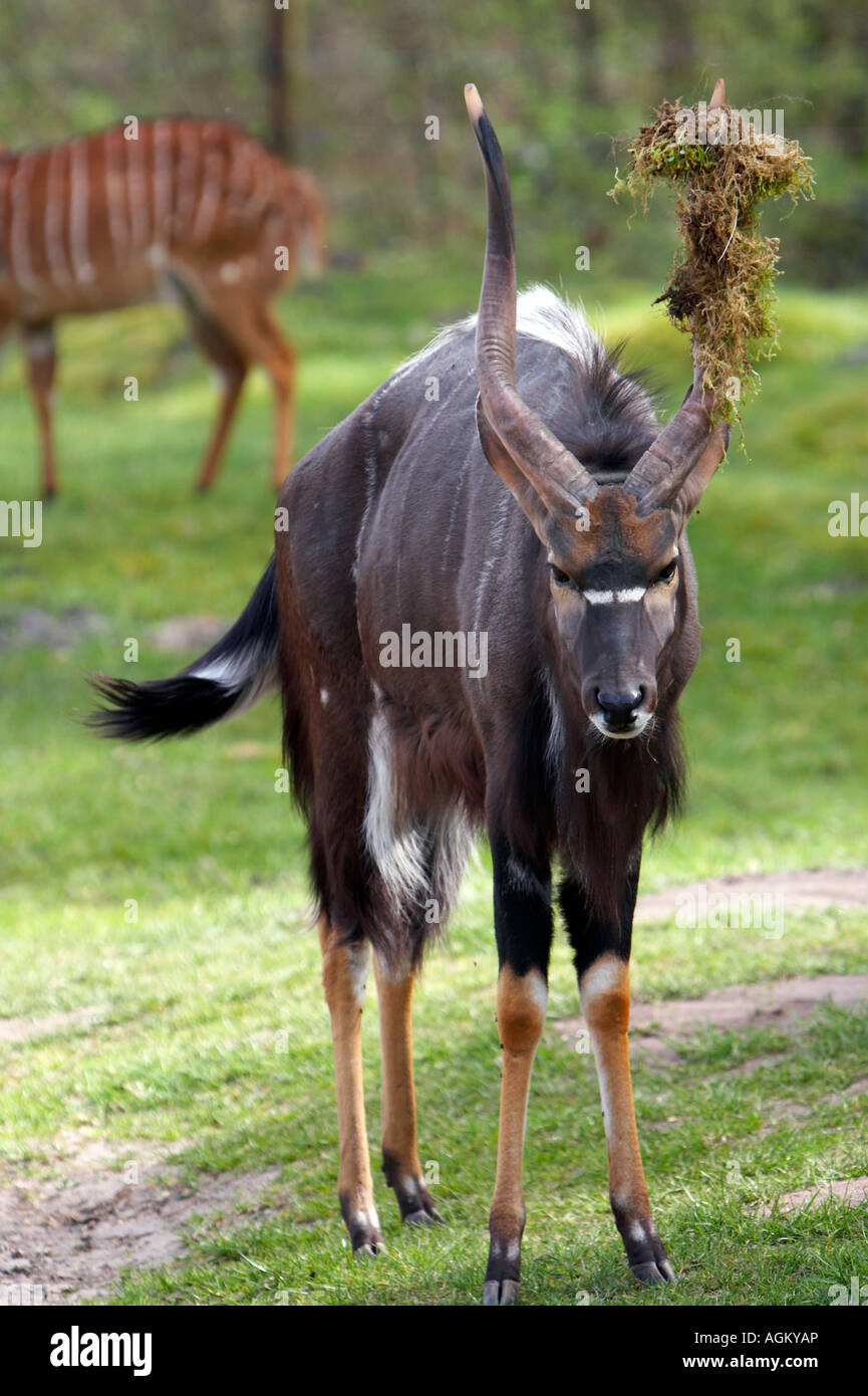 Addax (Addax nasomaculatus Stock Photo - Alamy