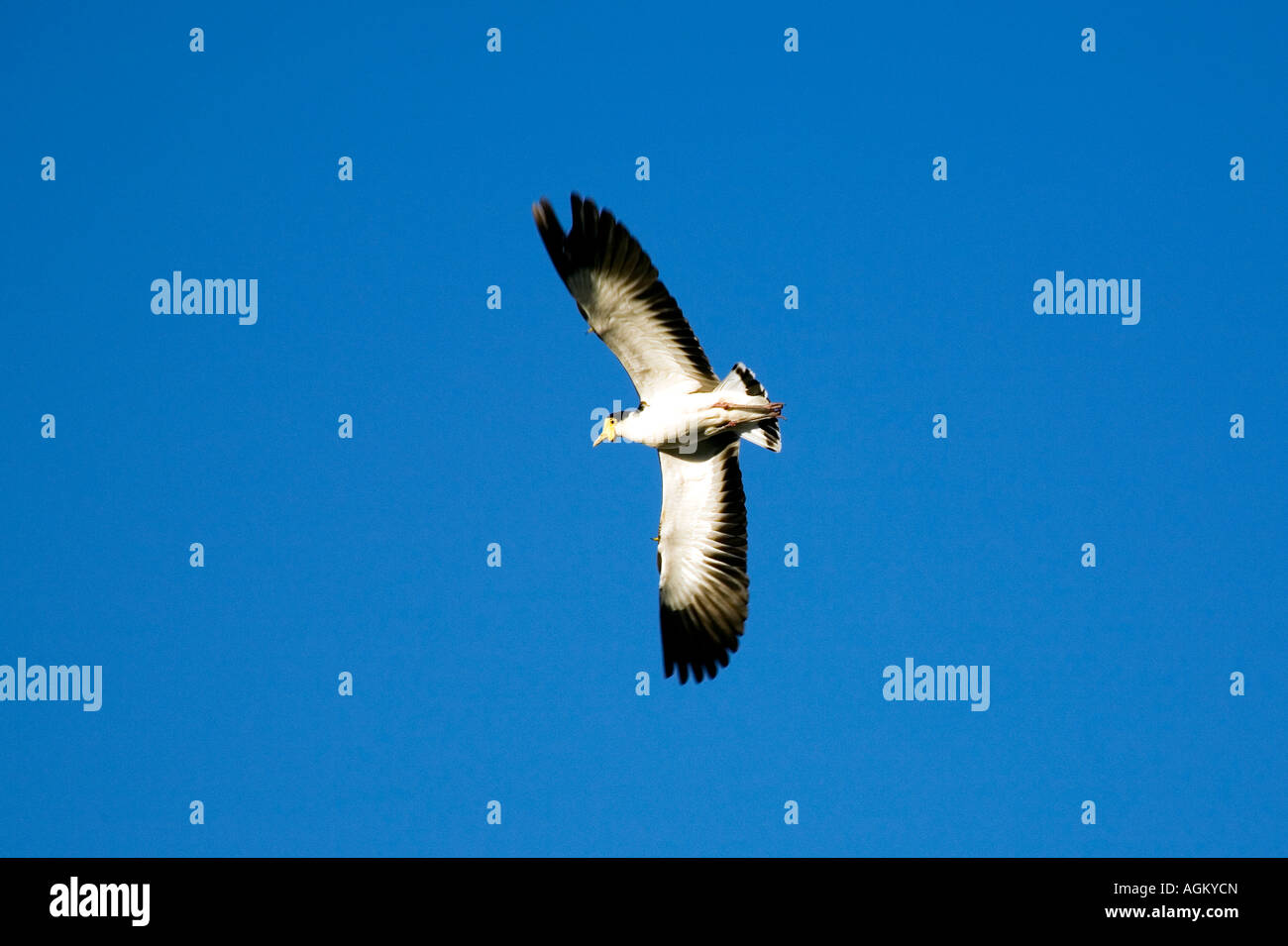 Spur winged plover also known as a masked lapwing, Vanellus miles ...