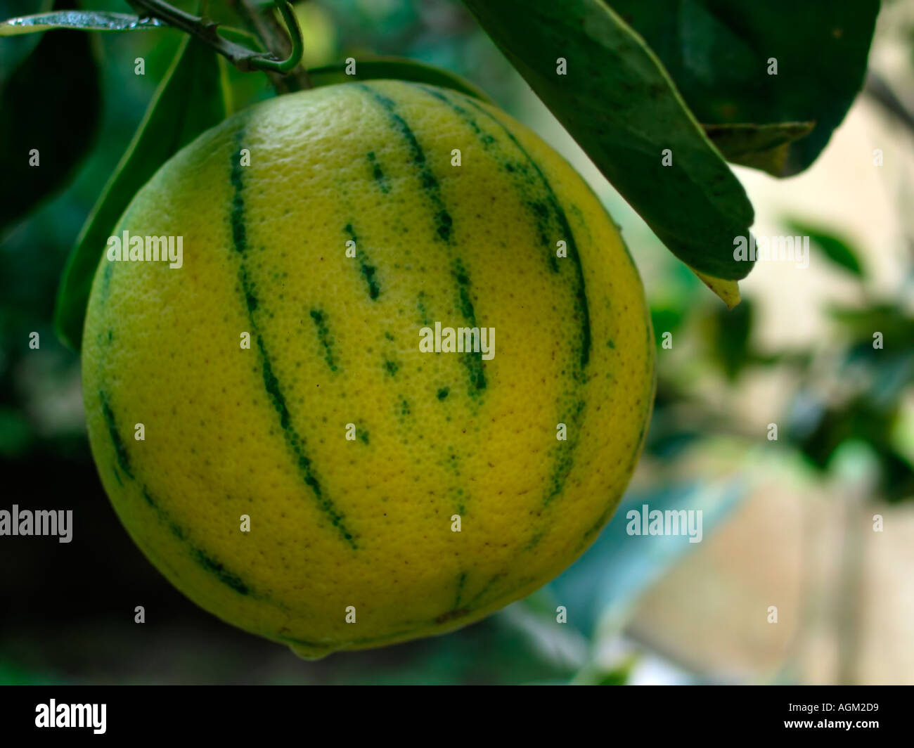 Sinensis Variegata High Resolution Stock Photography and Images - Alamy