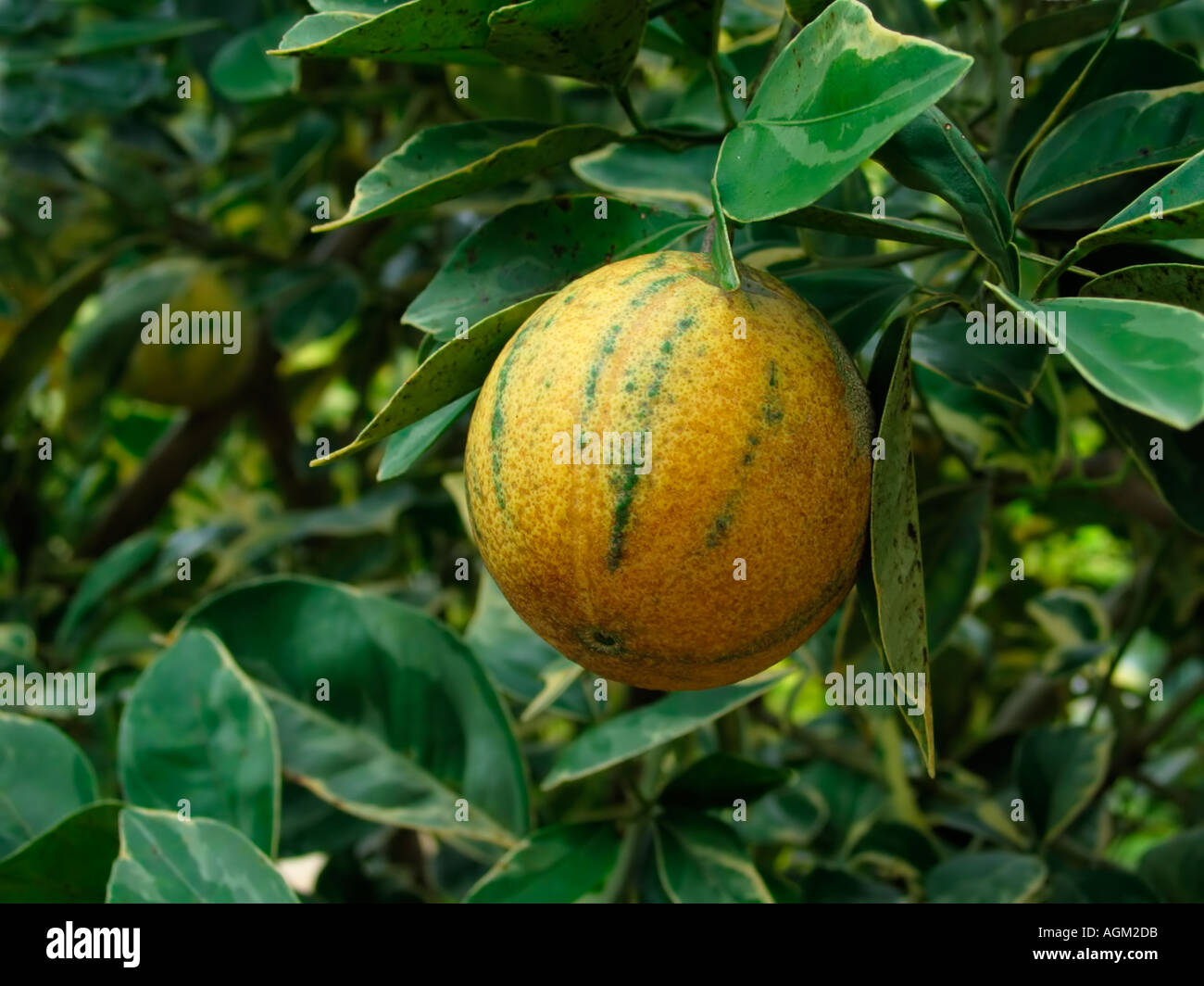 Citrus sinensis variegata Stock Photo - Alamy