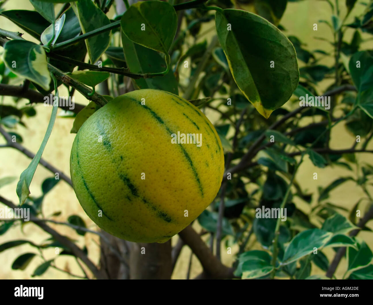 Citrus sinensis variegata Stock Photo - Alamy