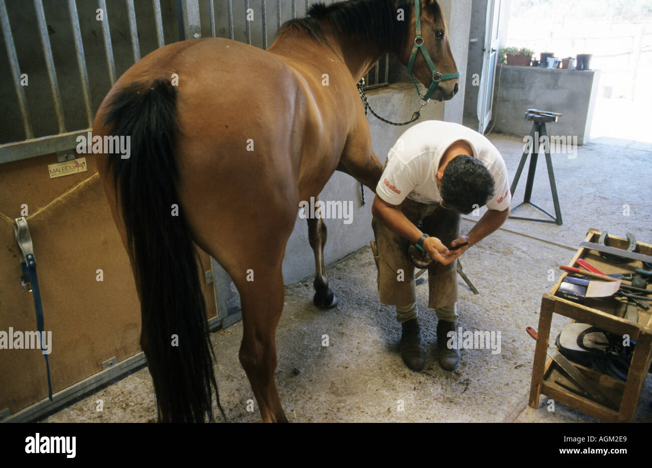 Farrier making horse shoe horseshoes ironshows Stock Photo - Alamy