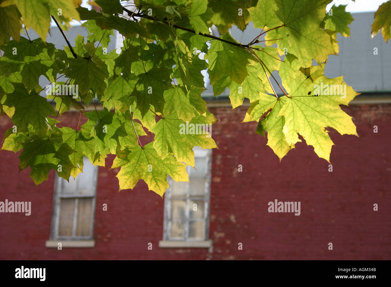 Green leaves against bricks hi-res stock photography and images - Alamy