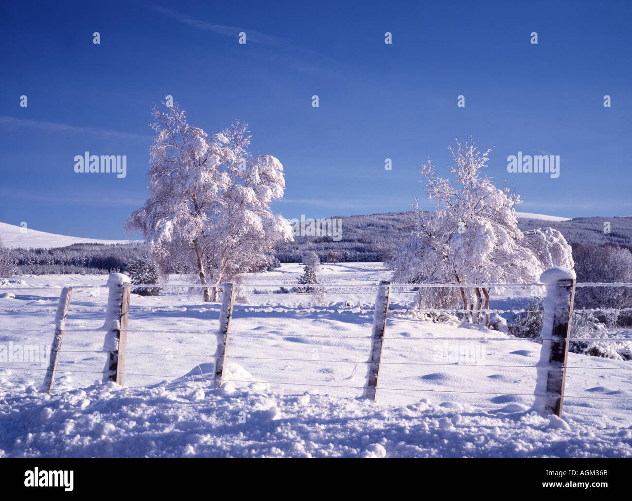 UK Scotland Inverness shire winter trees by Loch Moy Stock Photo - Alamy