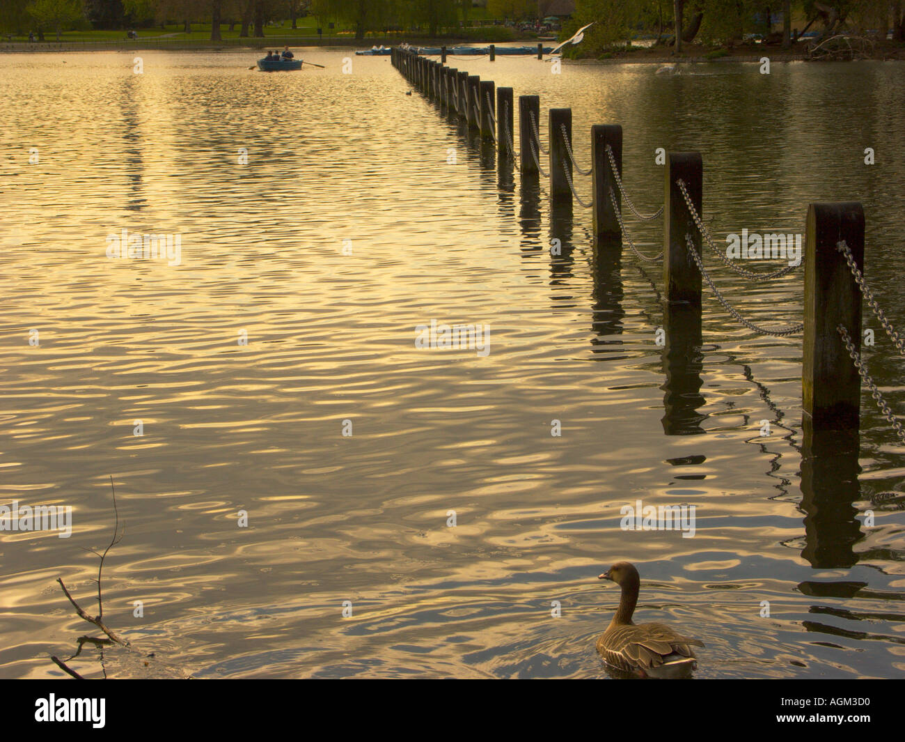 Boating lake regent park london hi-res stock photography and images - Alamy