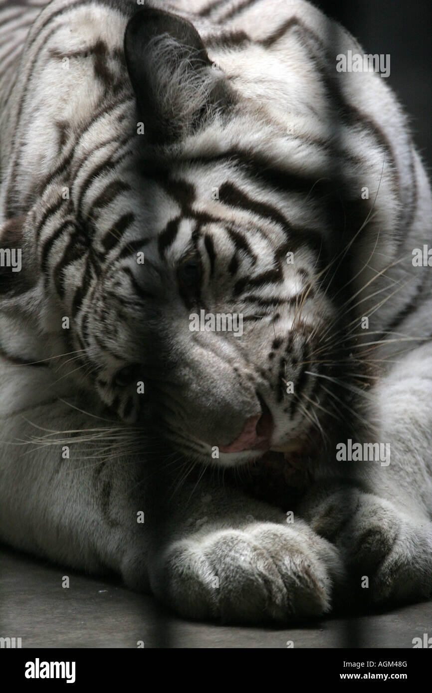 White tiger in prison Beijing China AUGUST 2007 Stock Photo - Alamy