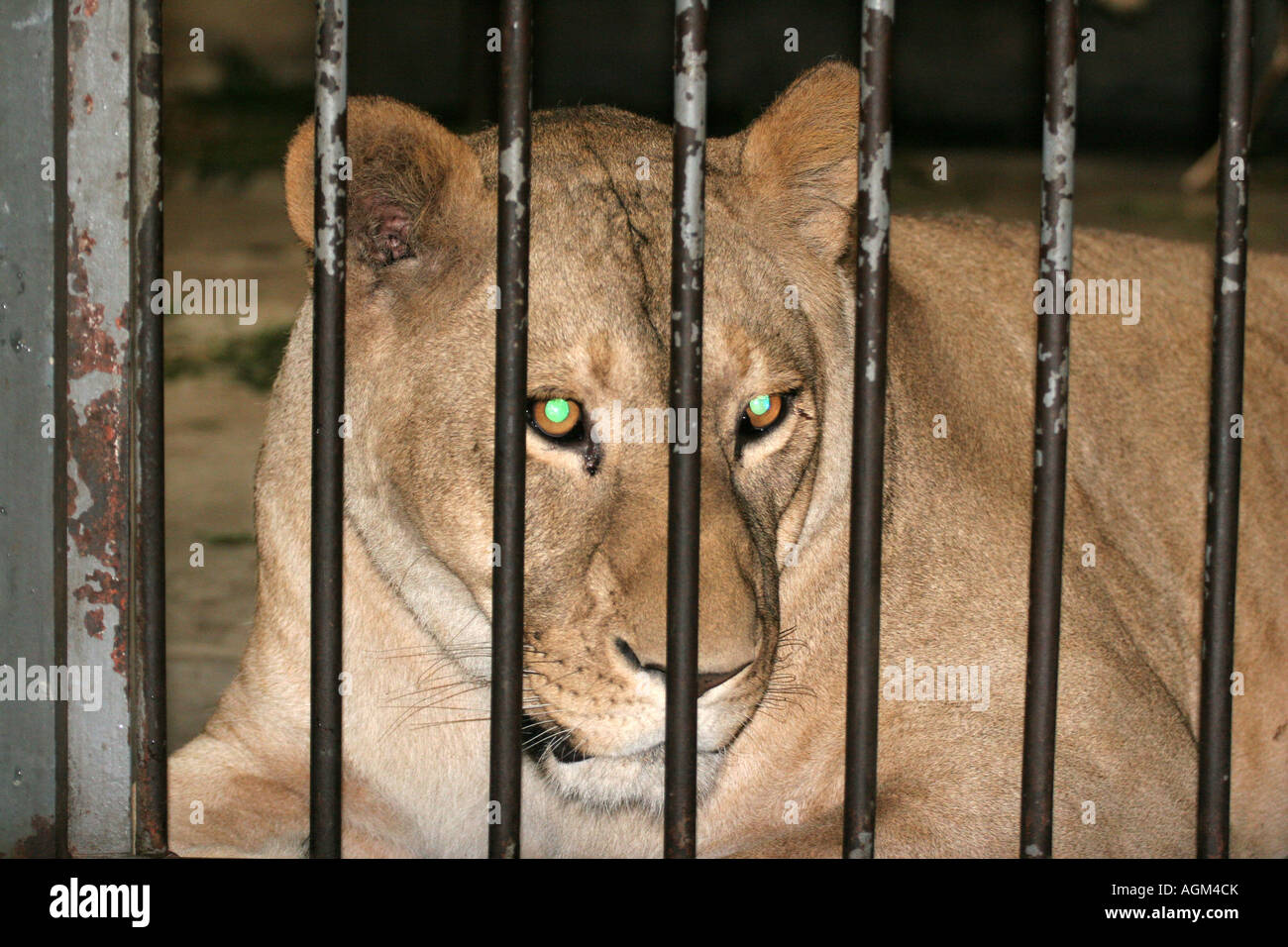 Female Prison High Resolution Stock Photography and Images - Alamy