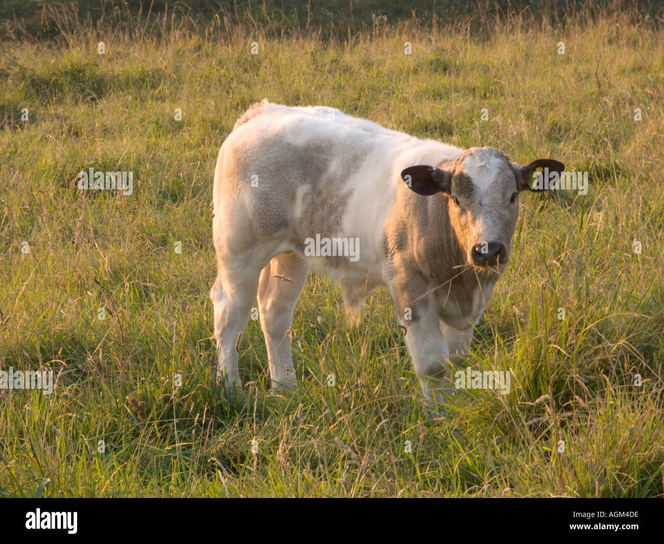 Dover Cow Kent England by Steven Dusk Stock Photo - Alamy