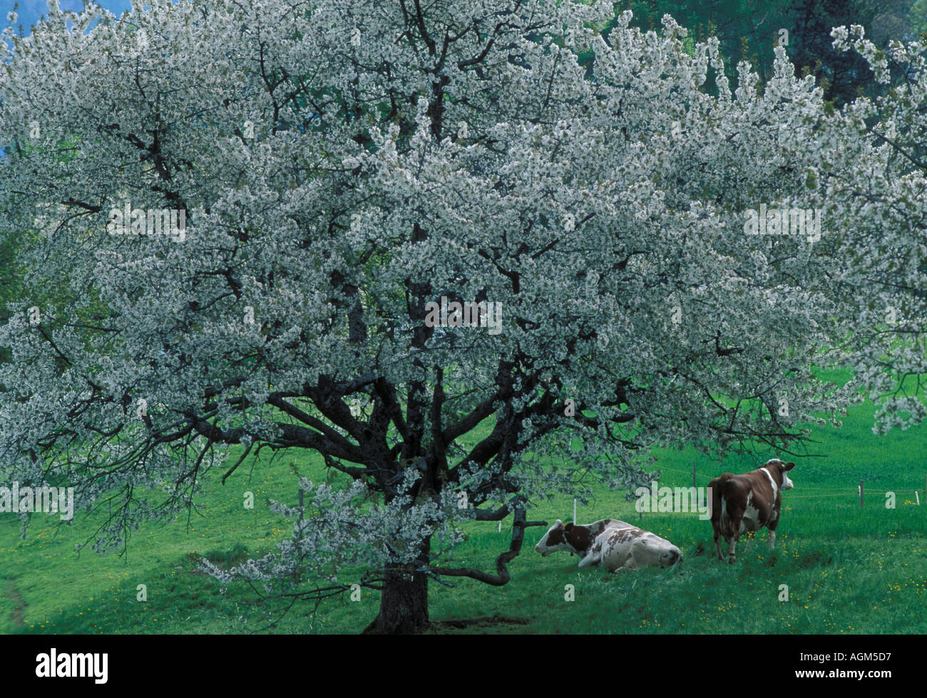 Cow under tree hi-res stock photography and images - Alamy