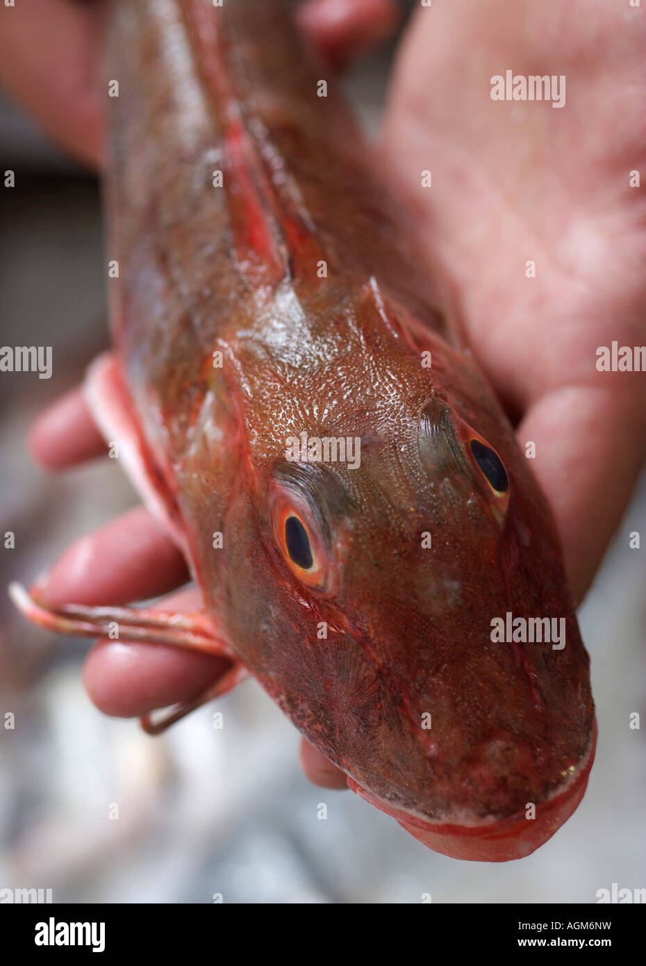Red gurnard fish Stock Photo - Alamy