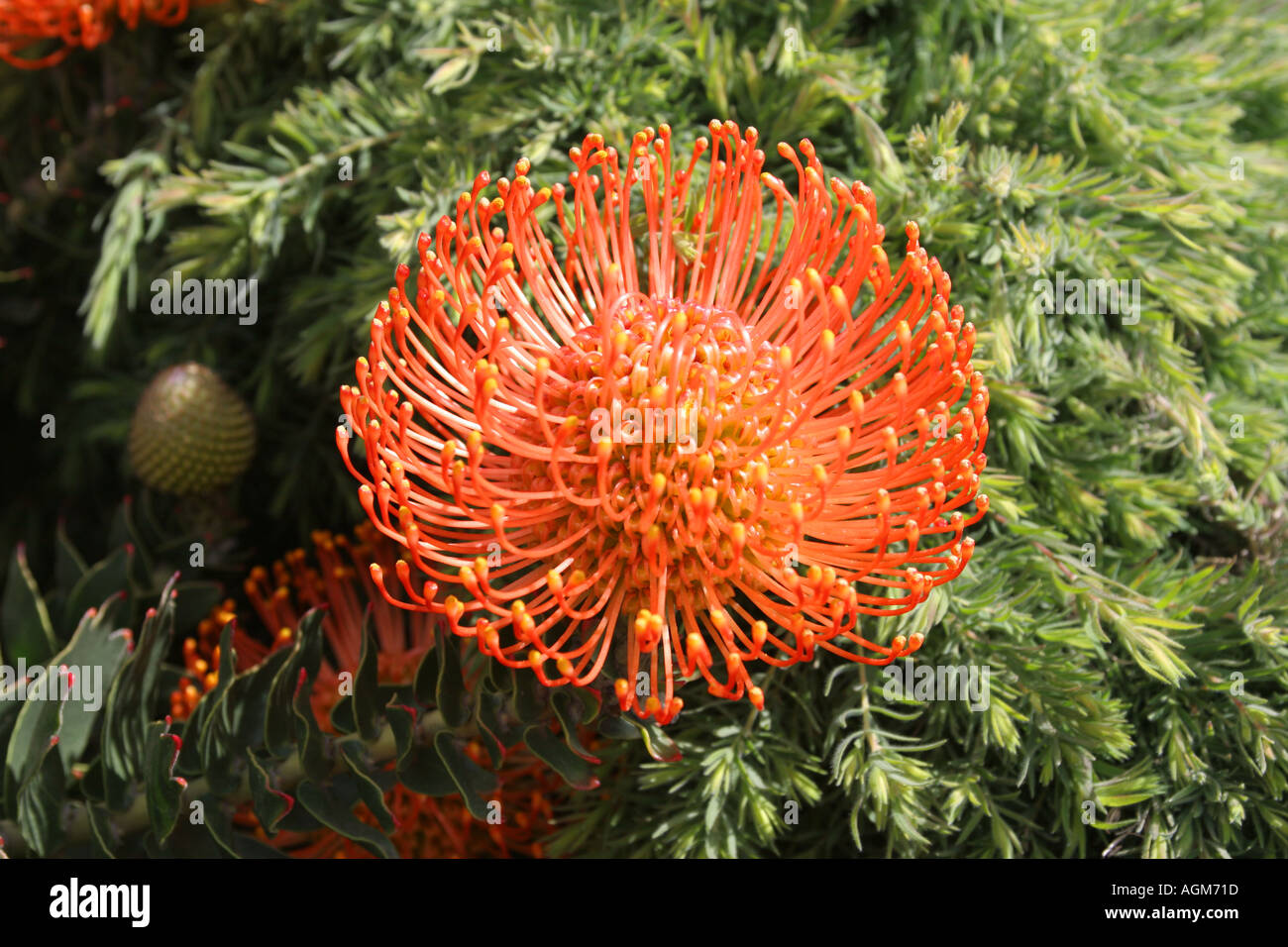 Local Flora Kangaroo Island Australia Stock Photo - Alamy